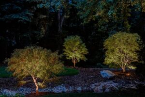 Why lighting your Japanese Maple tree is a must | Landscape Lighting Pro