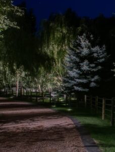 Tree lighting ideas: Concepts for lighting trees in your landscape ...